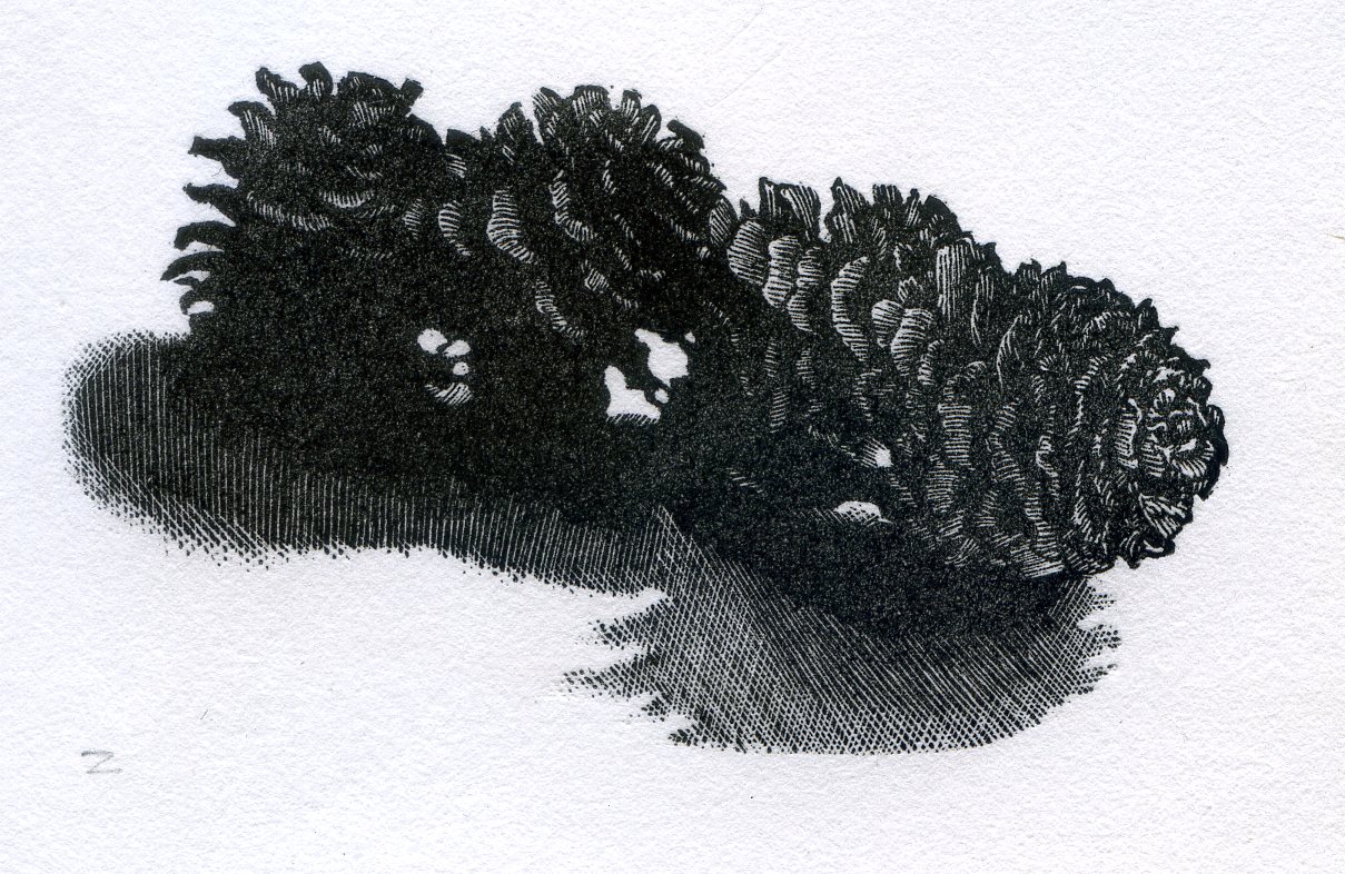 Wood engravings 3 – Rob Chapman Artist Printmaker